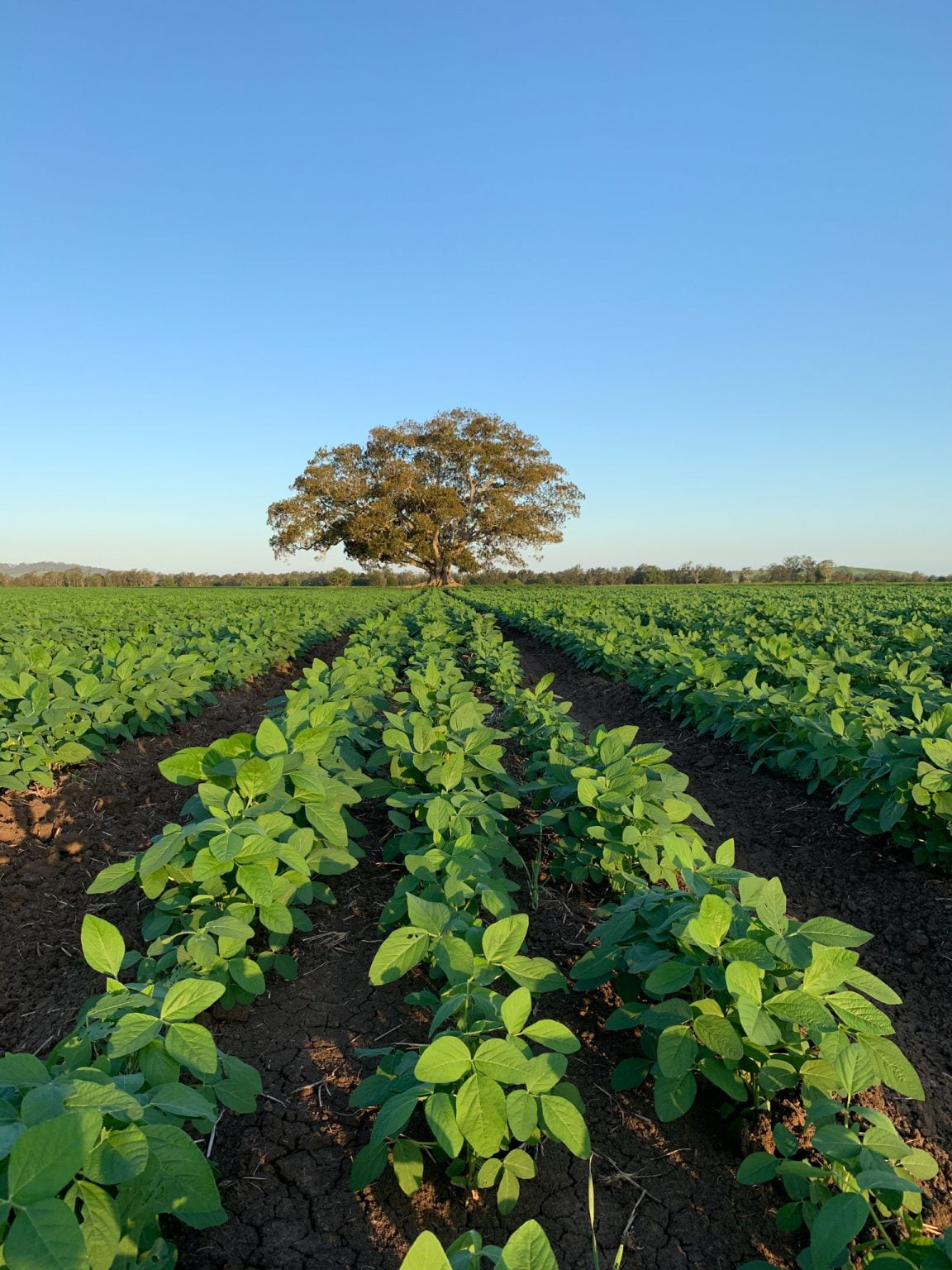 What We Grow - Slater Farms