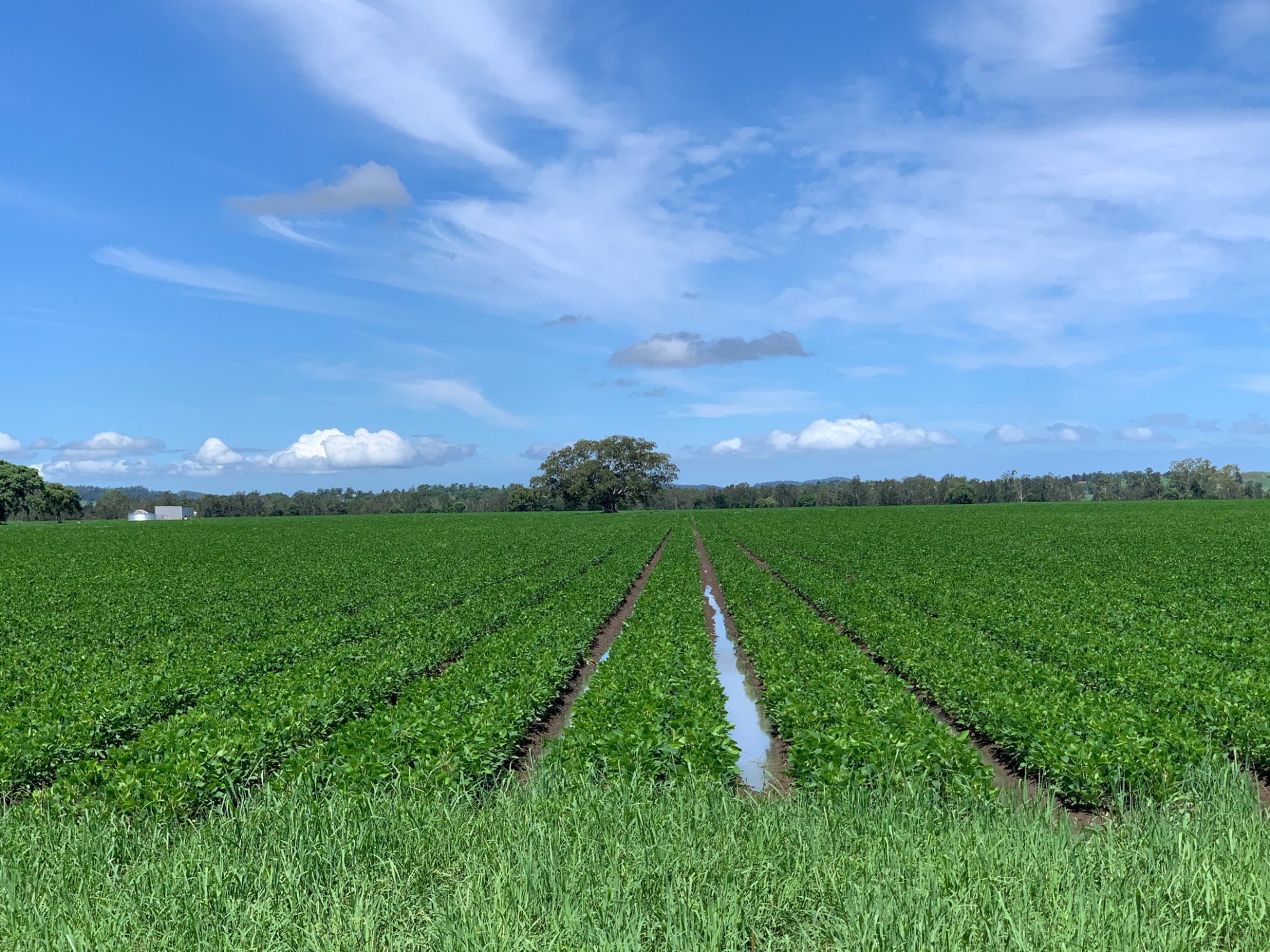 What We Grow - Slater Farms