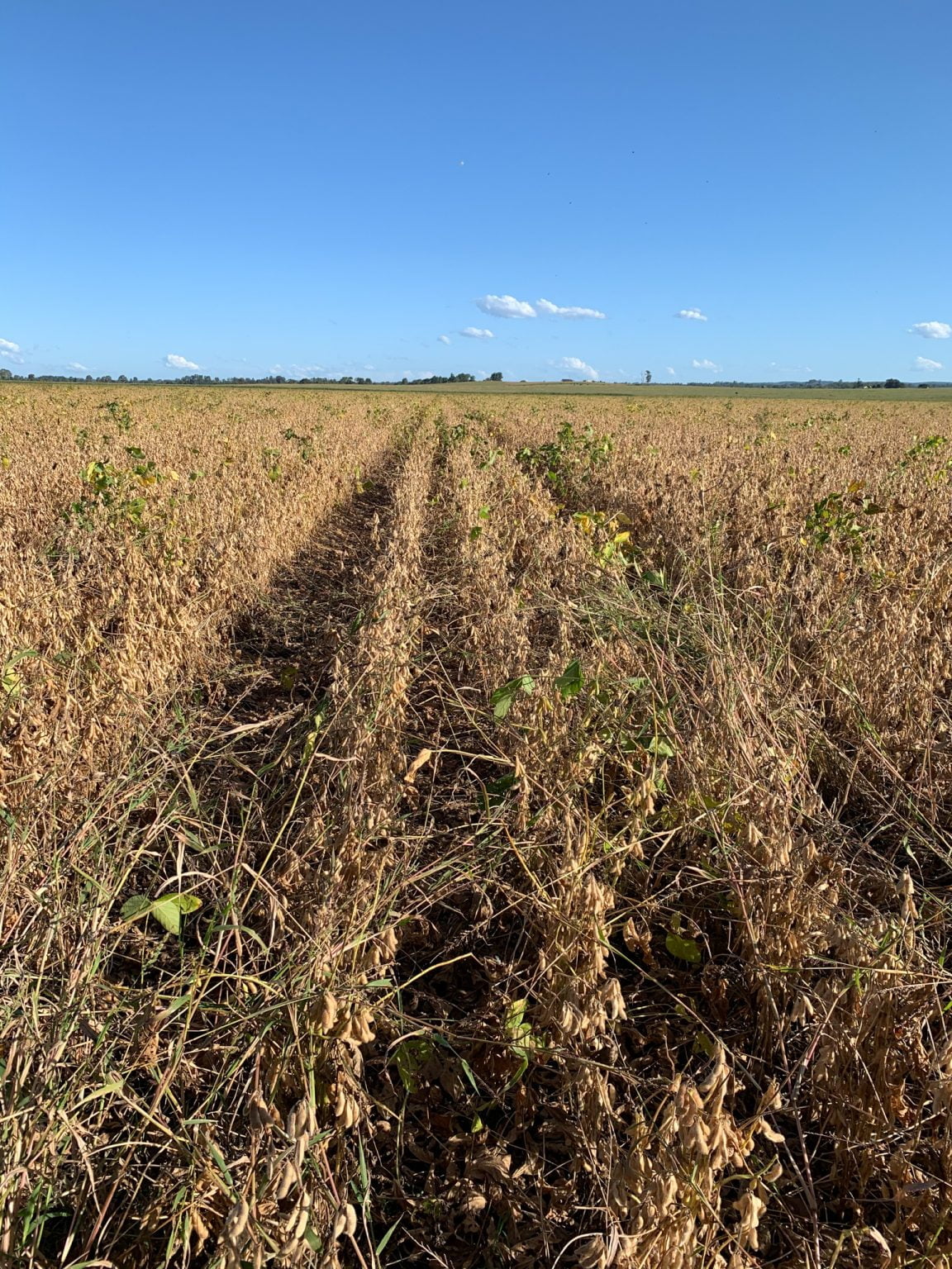 Why Bio-Dynamic - Slater Farms
